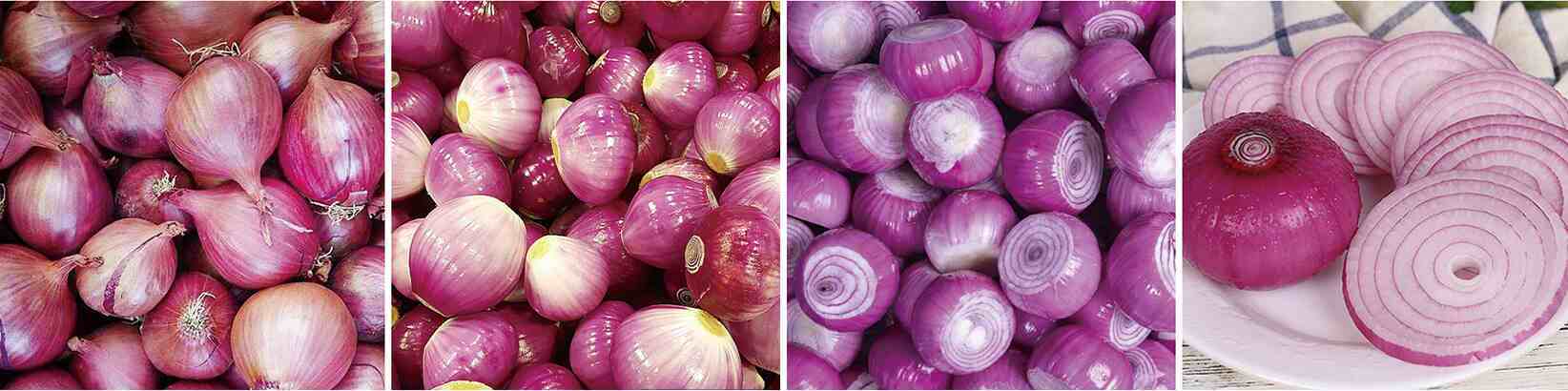 Onion Processing Line-Henan Hanwell Machinery Co., Ltd.